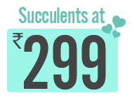 Succulents at Rs.299 – Succulent Factory India