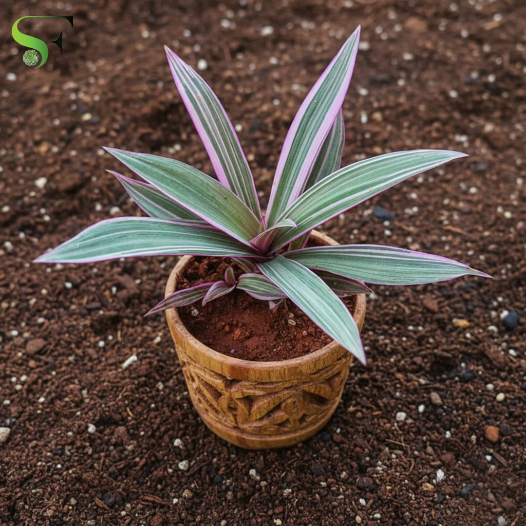 Roheo Spathacea Duo – Succulent Factory India