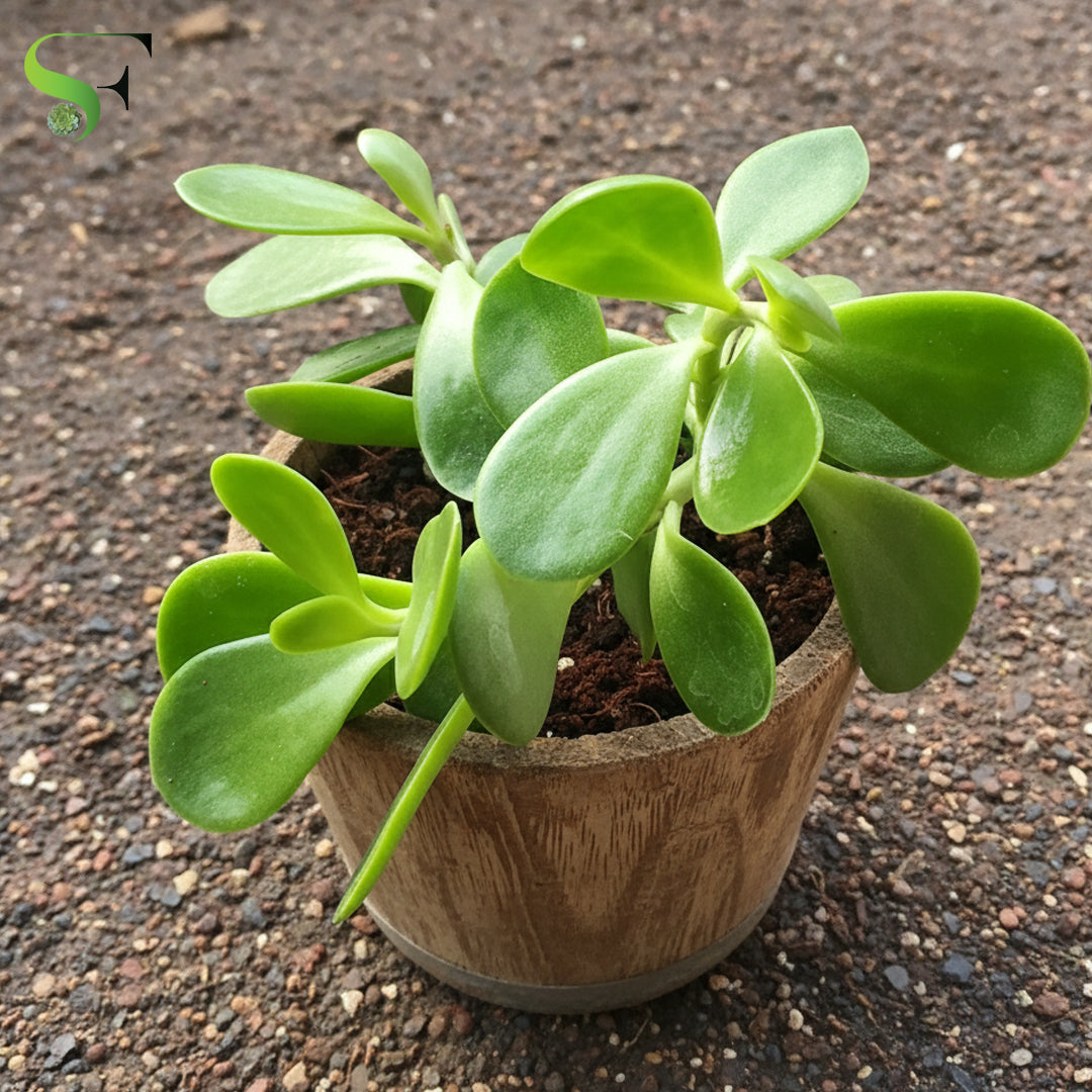 Tailing Jade – Succulent Factory India