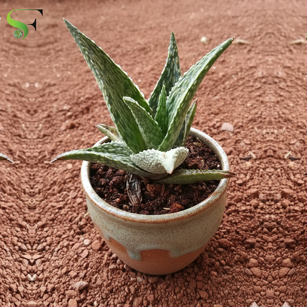 Aloe Christmas Carol – Succulent Factory India