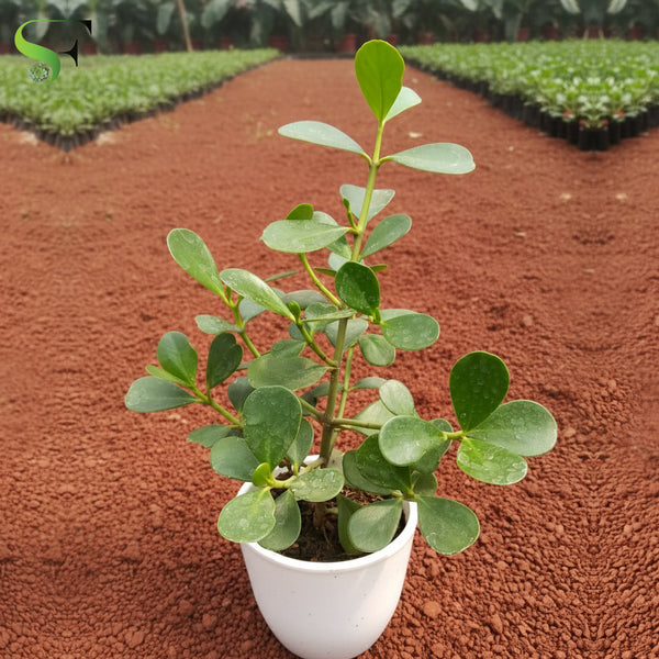 Ficus Microcarpa – Succulent Factory India