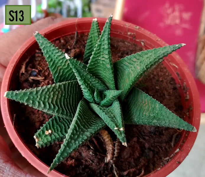 Haworthia Limifolia - S13 – Succulent Factory India