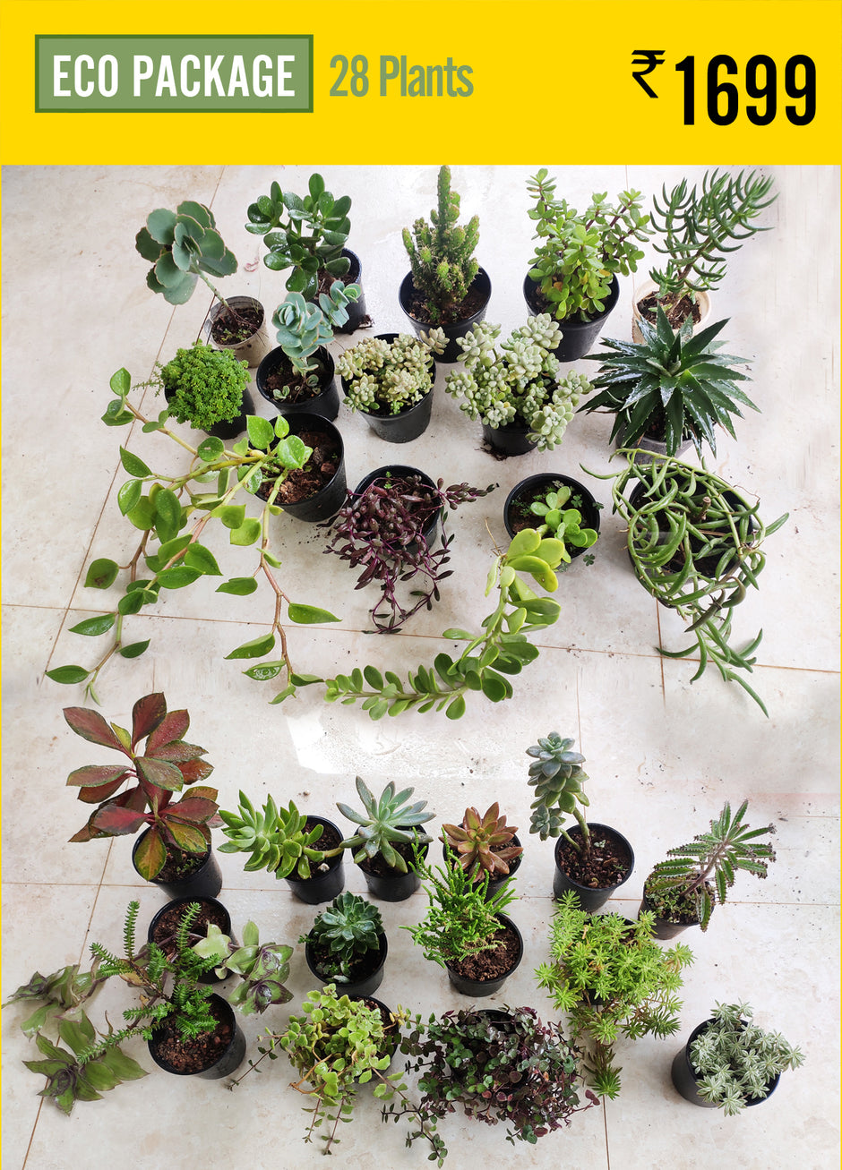 Succulent Combos – Succulent Factory India